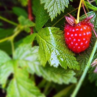 North Whidbey RV Park - Oak Harbor, Washington - RV LIFE Campground Reviews